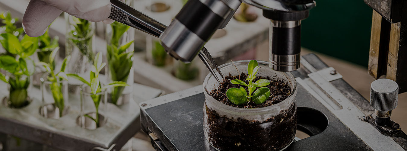 Cucurbit Crops – Environmental Factor | Canada's Leader In Nematode ...